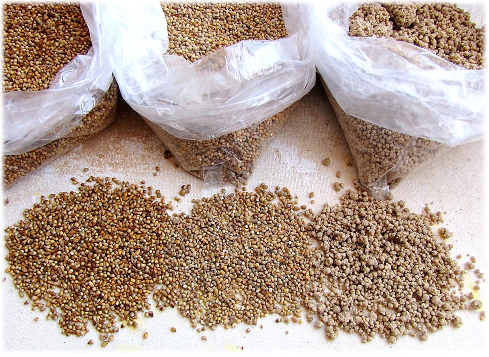 Want to add millets to your diet? You need to know this golden rule ...
