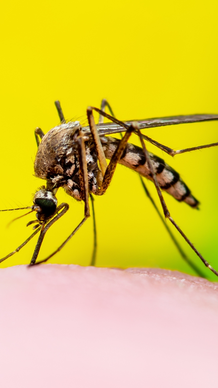 The key differences between dengue and a monsoon fever are… | Health ...