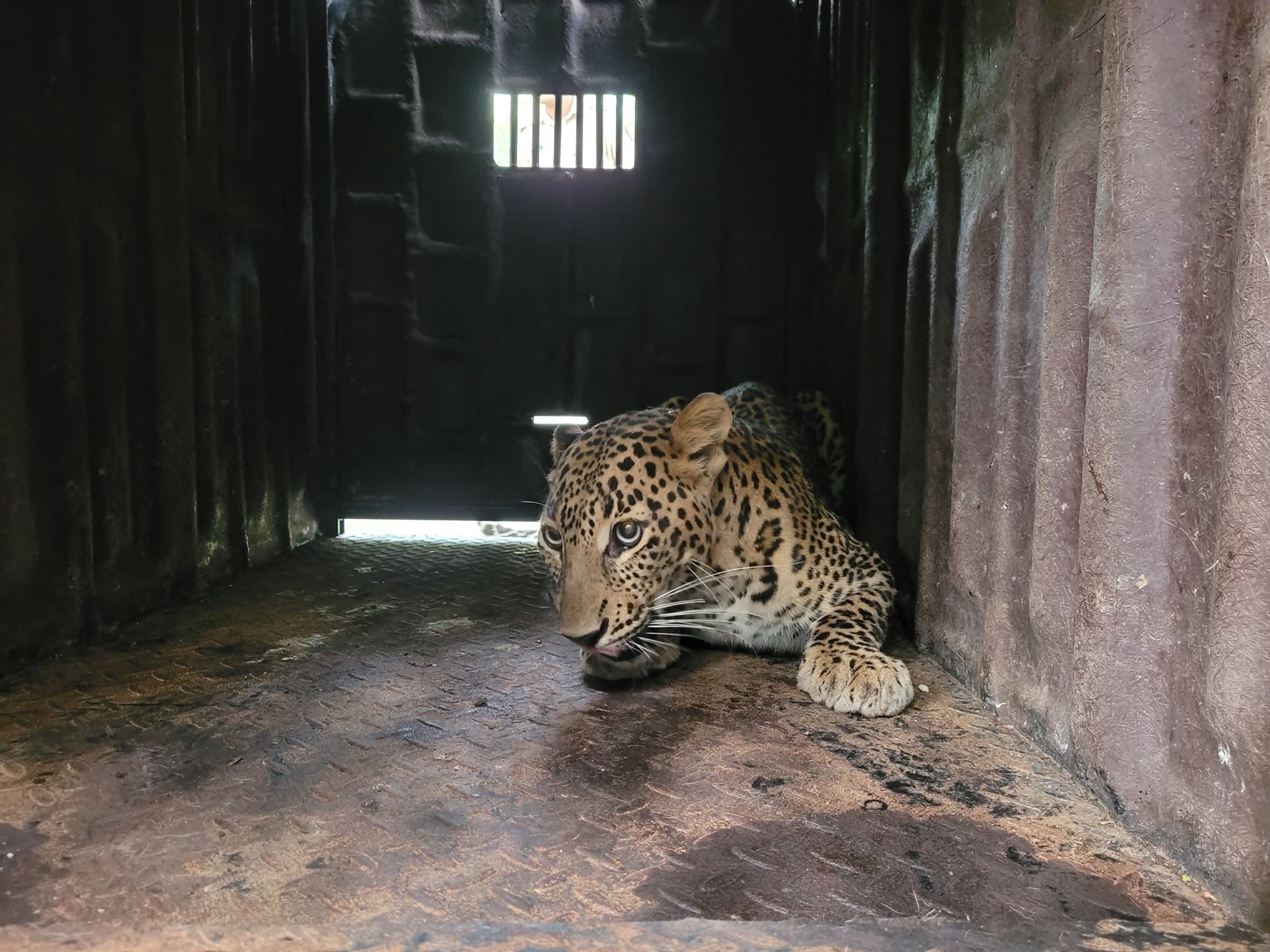 Maharashtra woman power utility employee shows presence of mind, helps ...