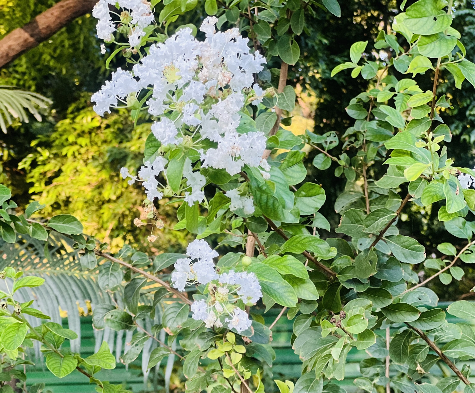 Monsoon magic: How jarul blossoms are beautifying Indian cities | Life ...