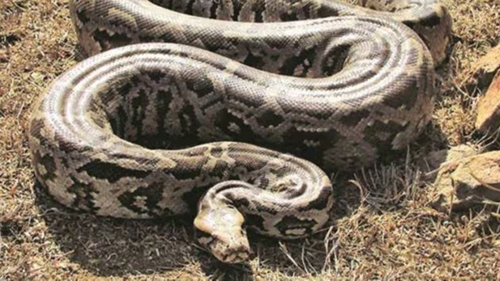 3 snakes that have been known to eat humans | Pets-animals News - The ...