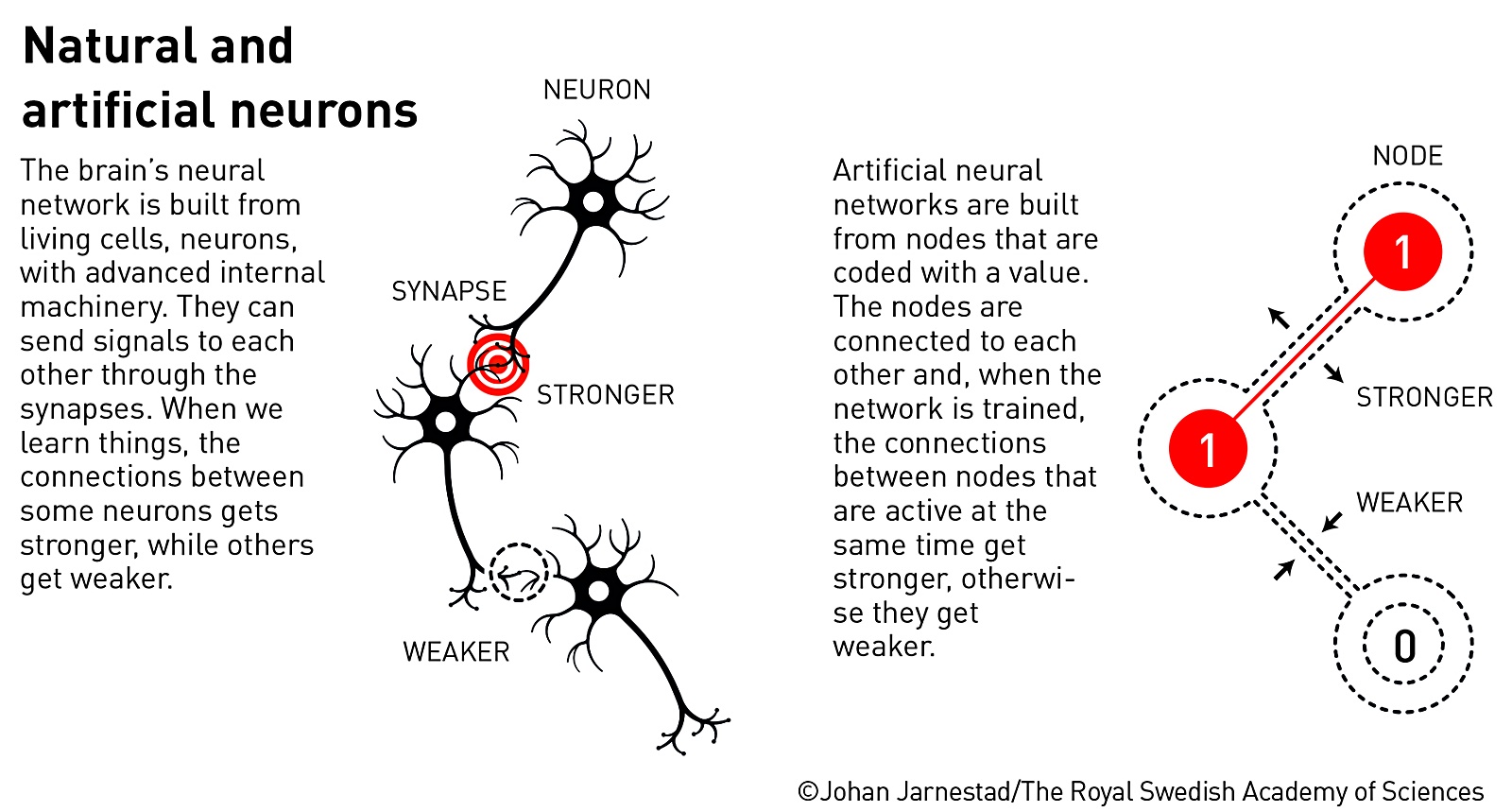 Nobel Prize in physics awarded to John Hopfield, Geoffrey Hinton for ...