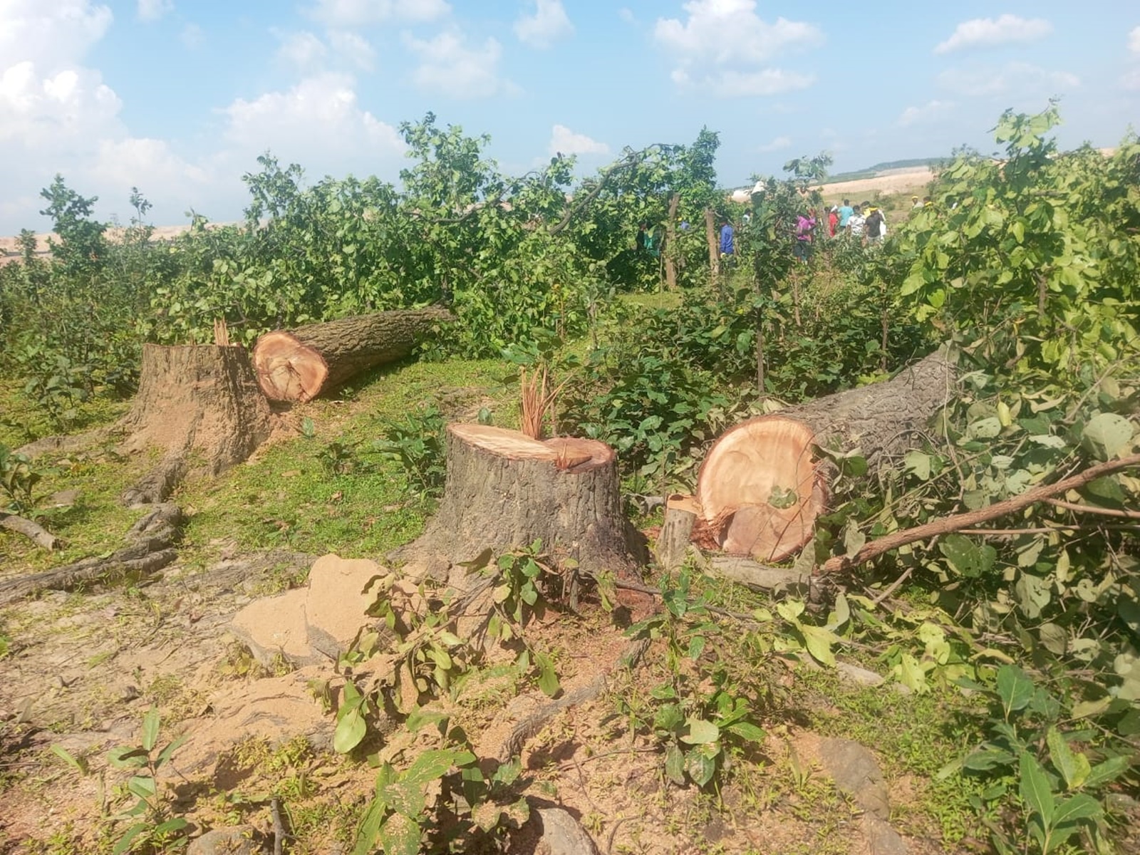 What is the Hasdeo Arand mining issue, and why villagers clashed with ...