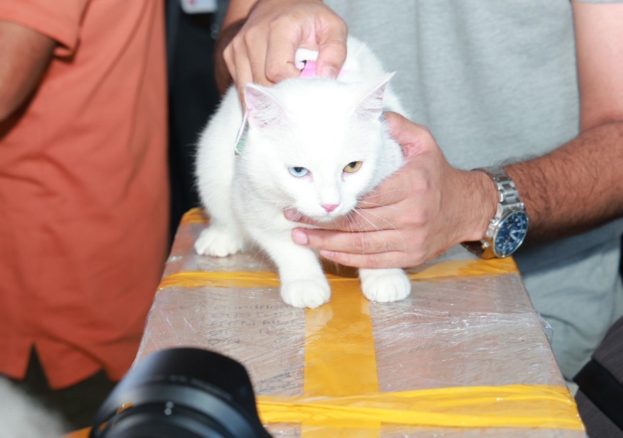 A cat named Eva makes history at Cochin airport, after hopping on a ...