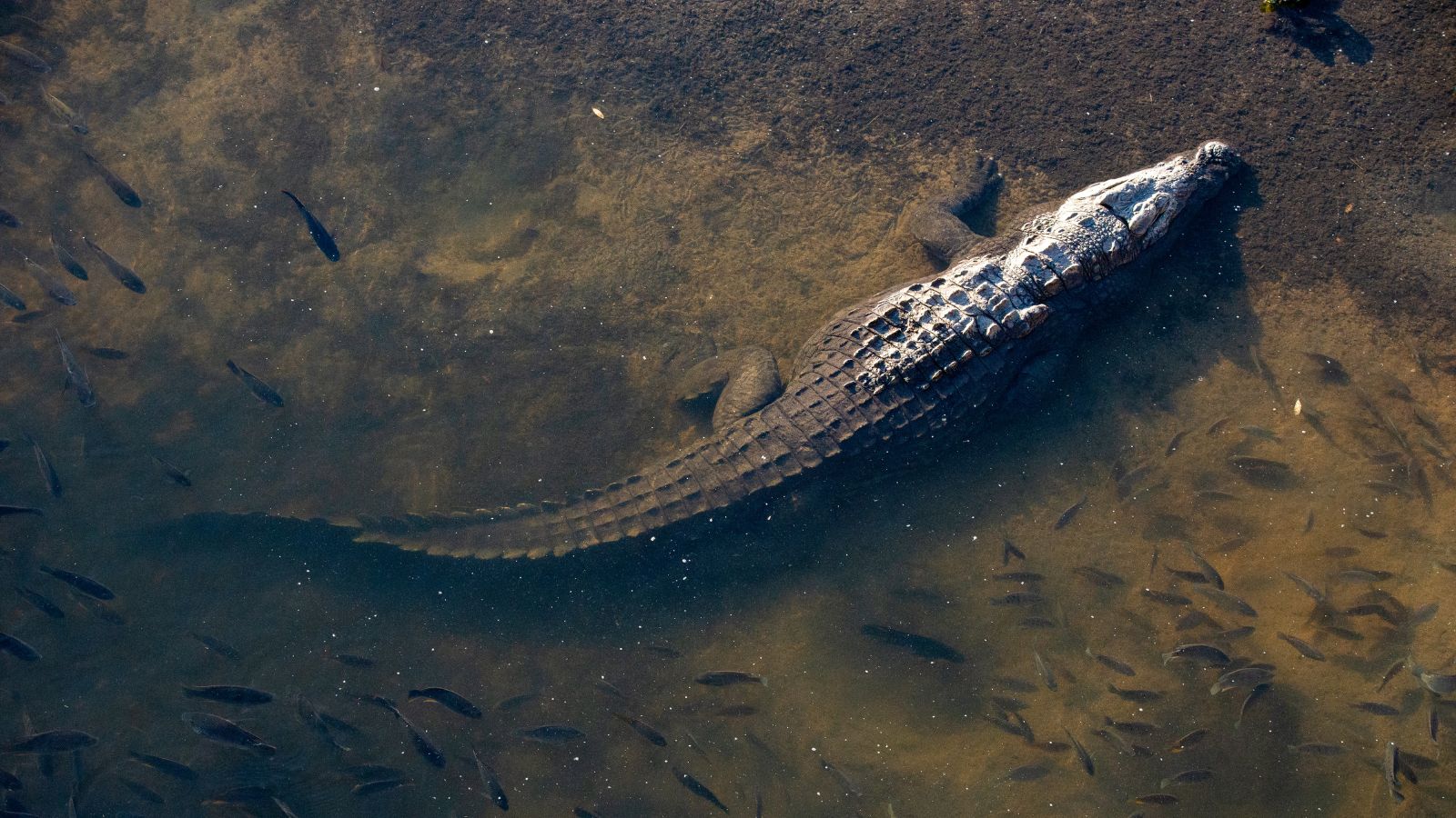 Nature’s most dangerous: 10 animals responsible for human deaths | Life ...