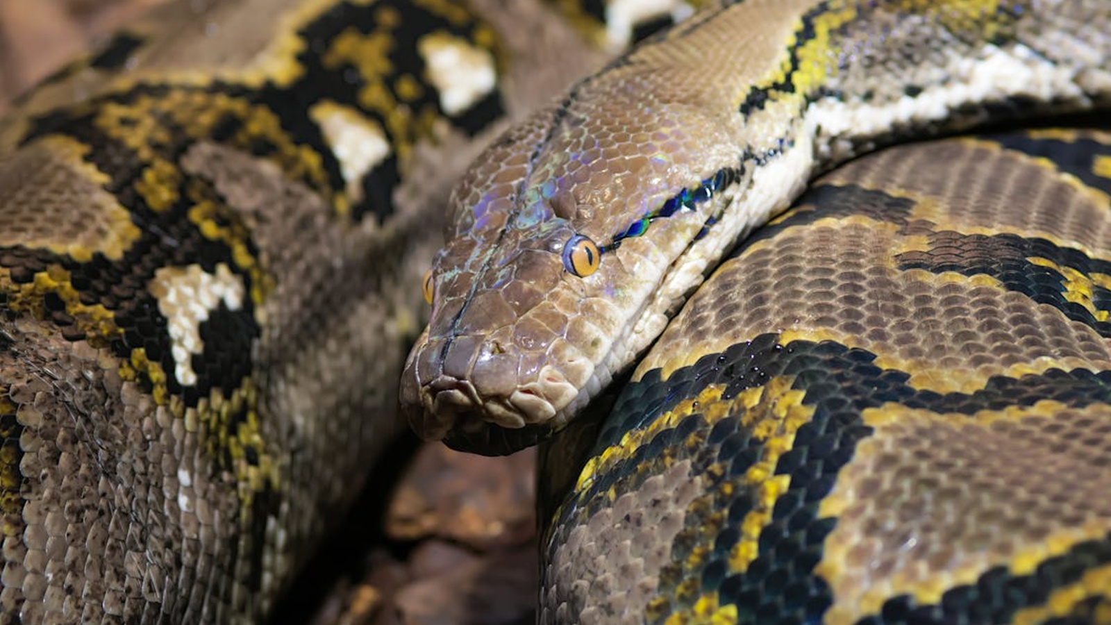 The biggest reptile is around 6 times larger than an average human ...