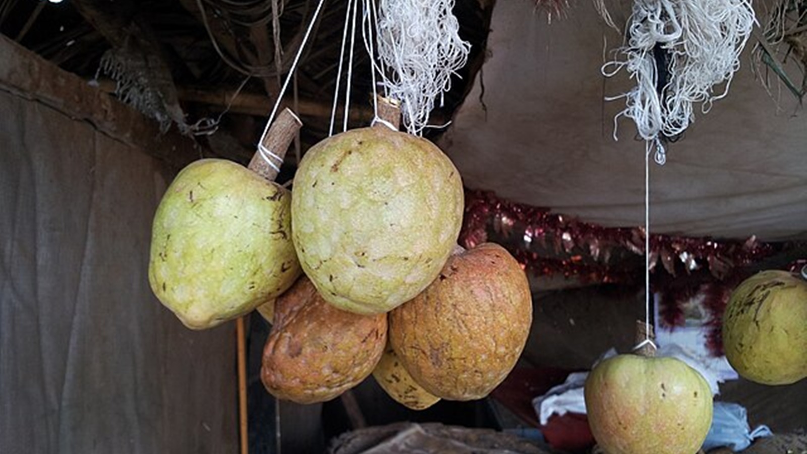 What happens to the body when you eat a ramphal (netted custard apple ...