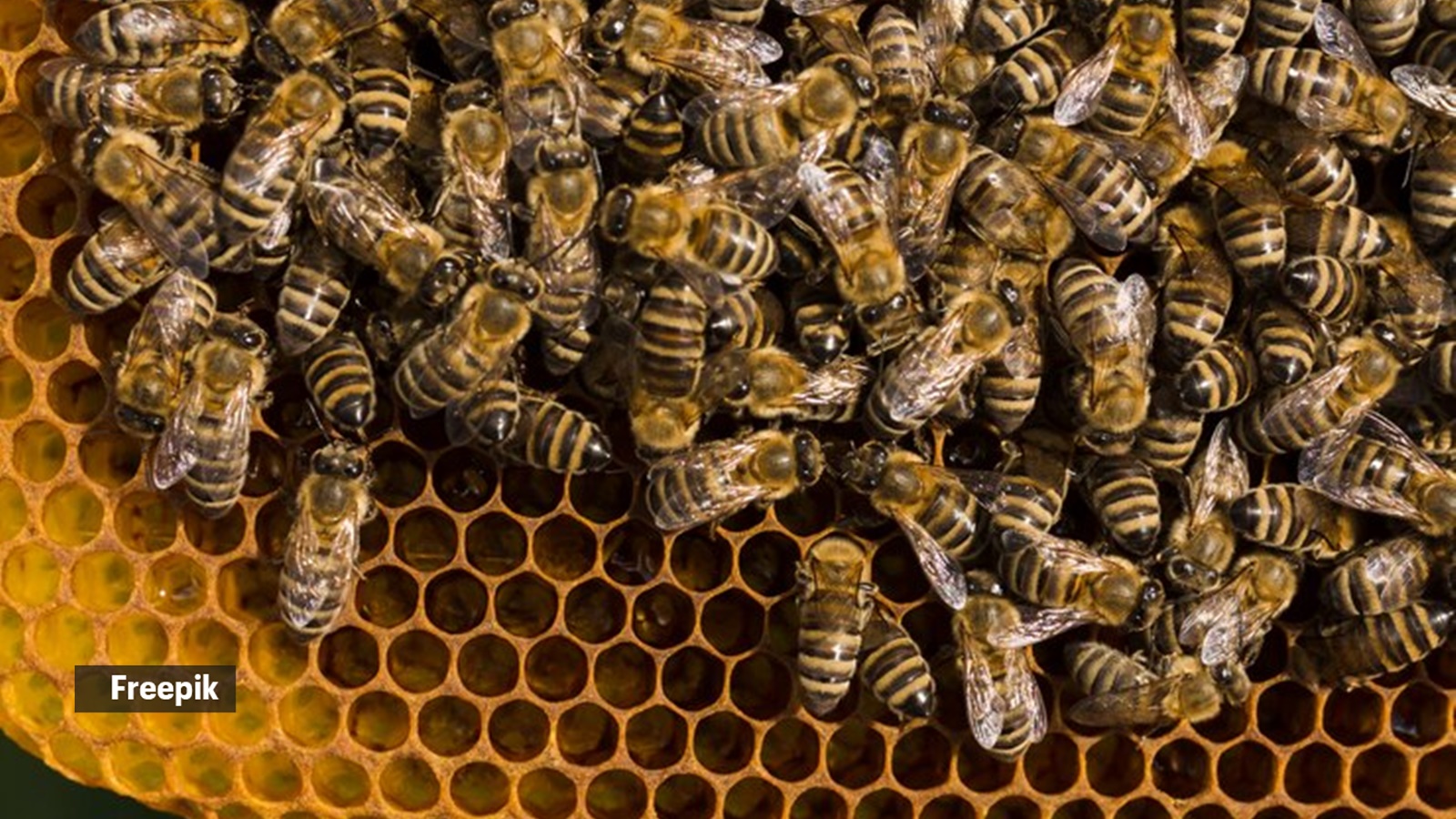 Bees count from left to right just like some humans, apes and birds ...