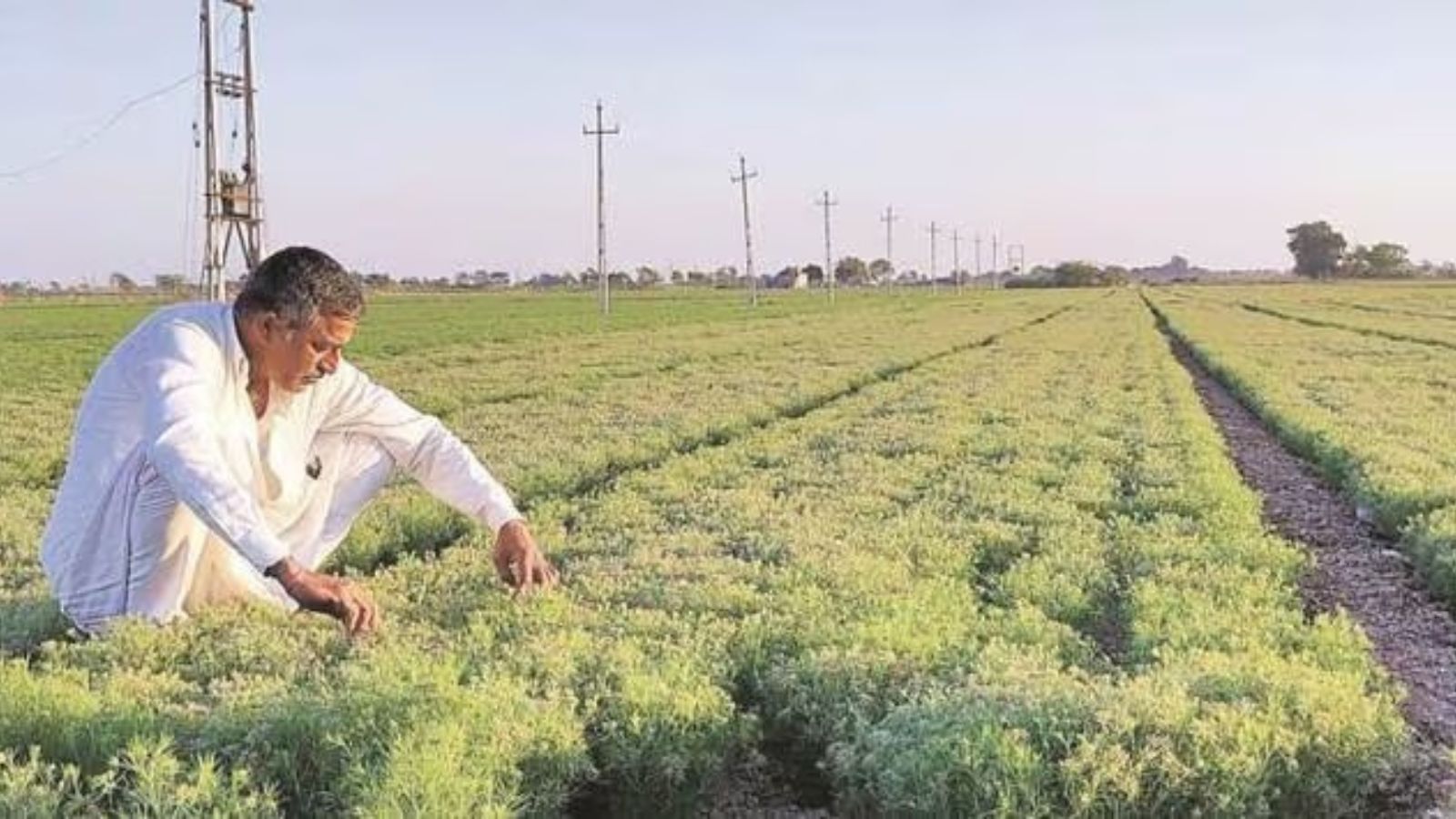 Gujarat’s annual castor seed production likely to witness 6% drop, says ...