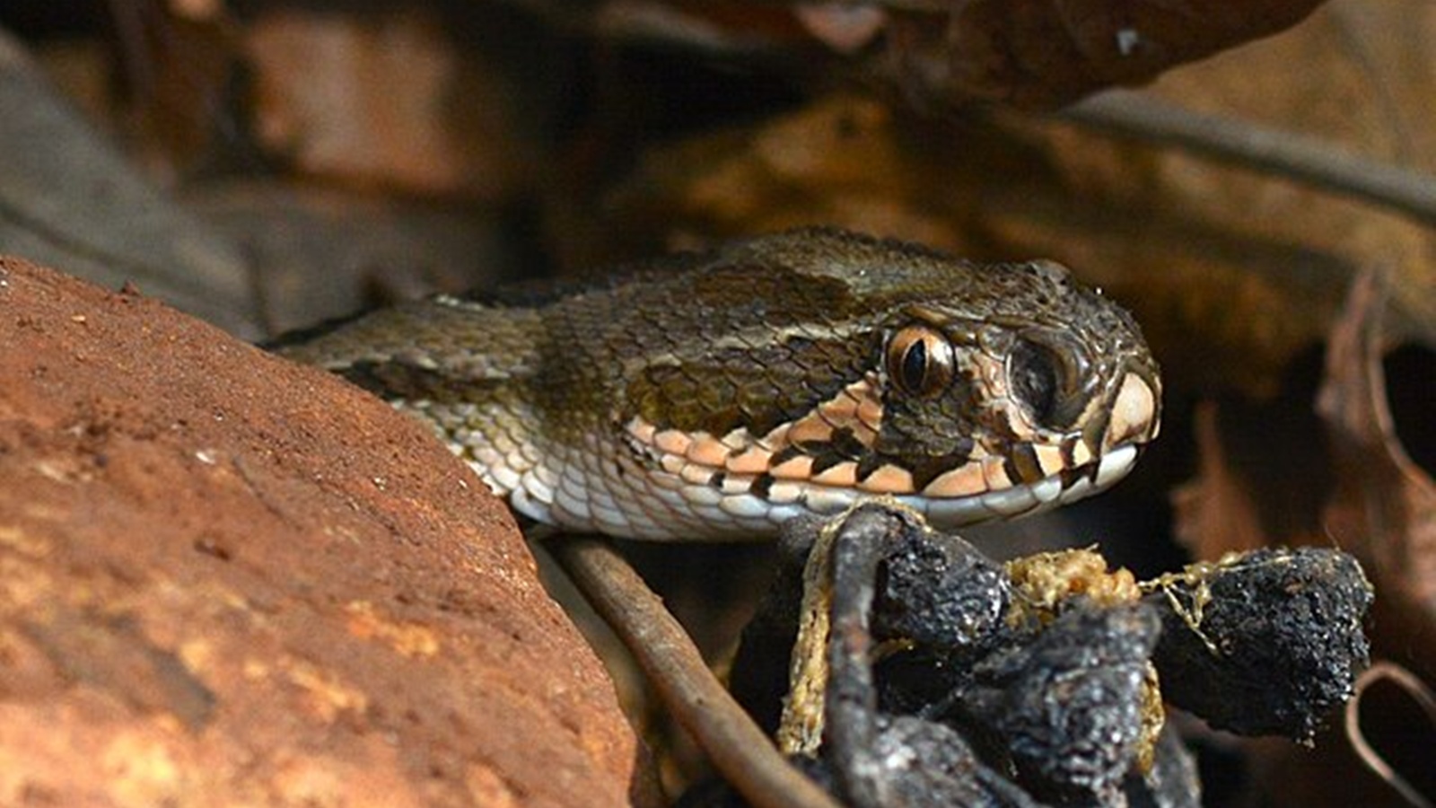 King cobra vs python: Which is more dangerous?