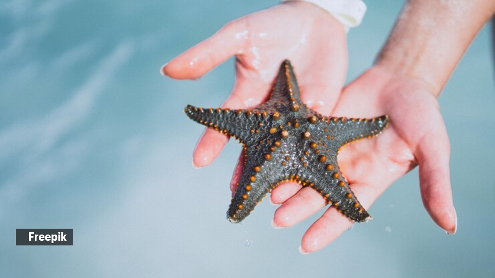 Do you know these animals can reproduce by themselves? | Pets-animals ...