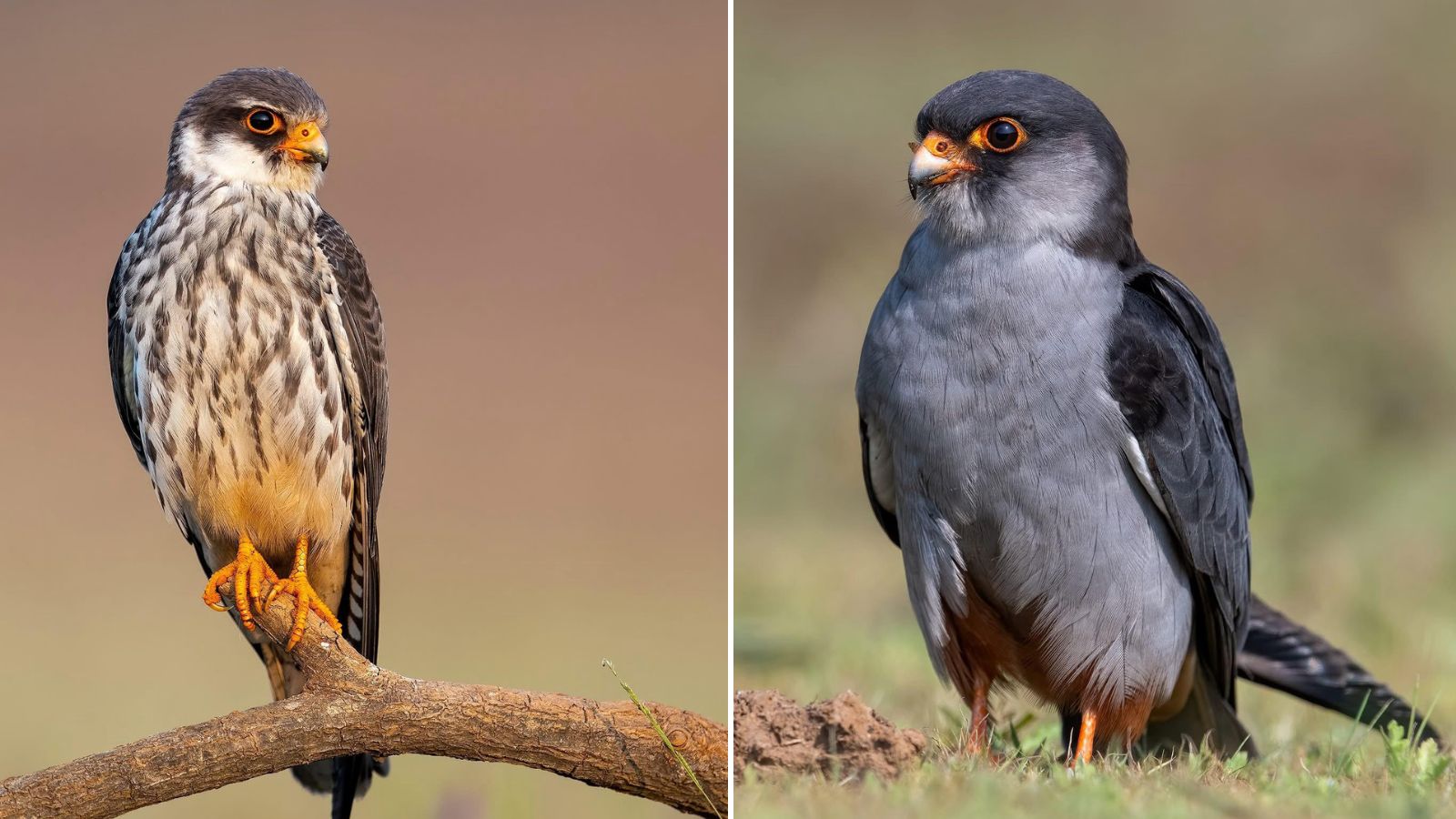 250-strong team, 40 locations, 1600-km coastline: This weekend, unique exercise in Gujarat to ...