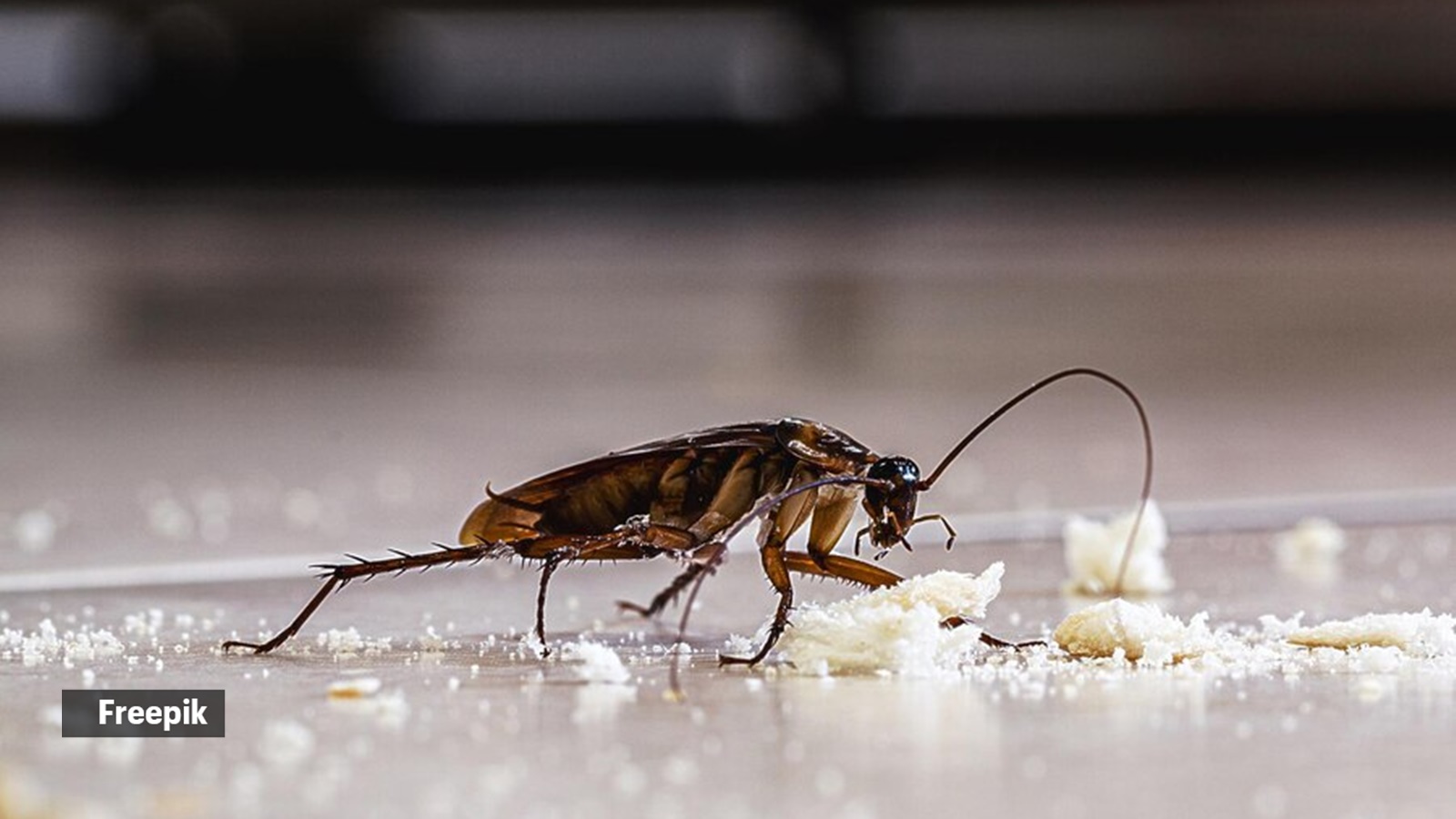 Do not ever step on cockroaches — here’s what you can do instead | Pets ...