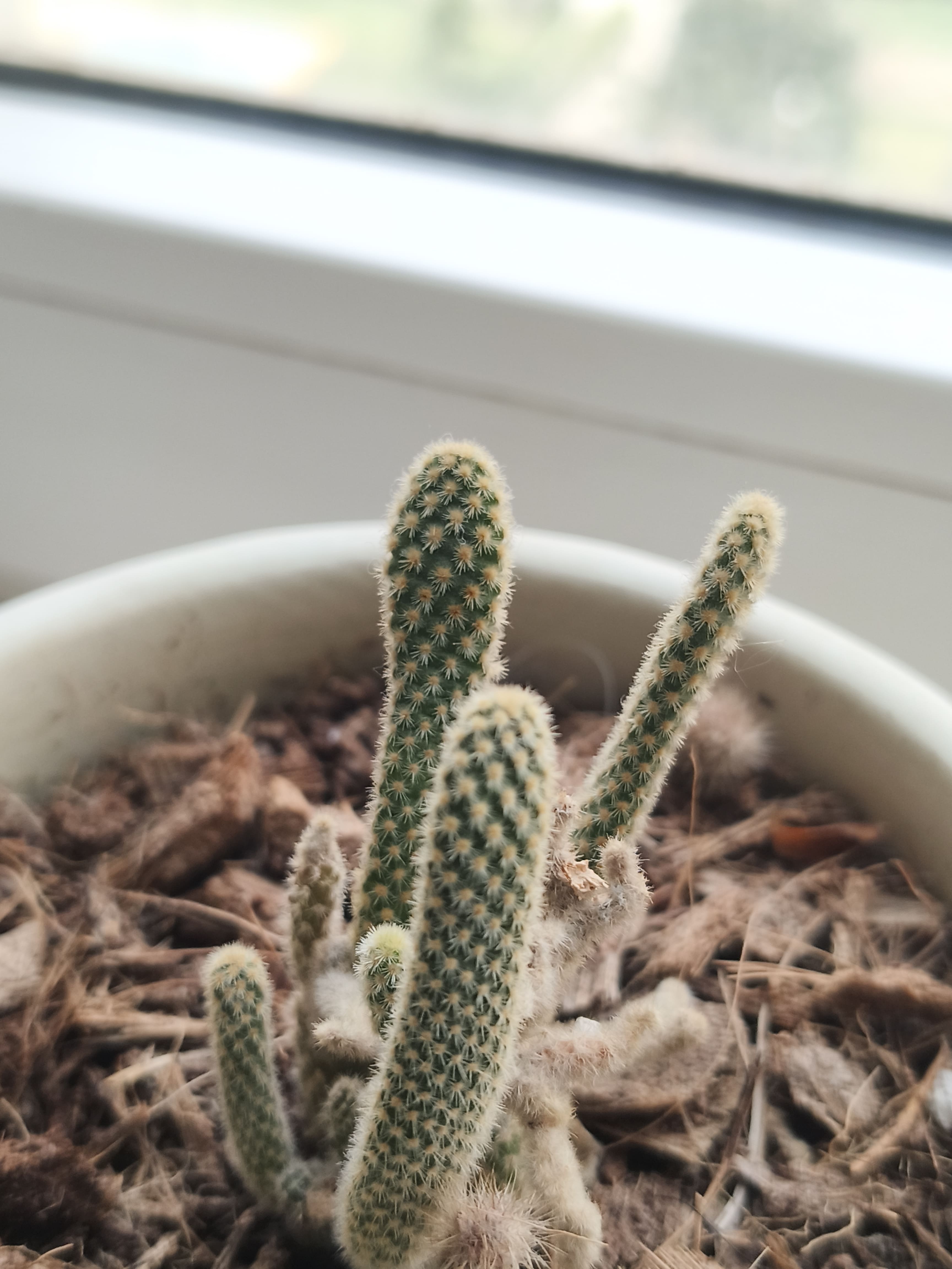 Infinix Note 50S 5G+ Review: Infinix Note 50S 5G+ offers decent ...