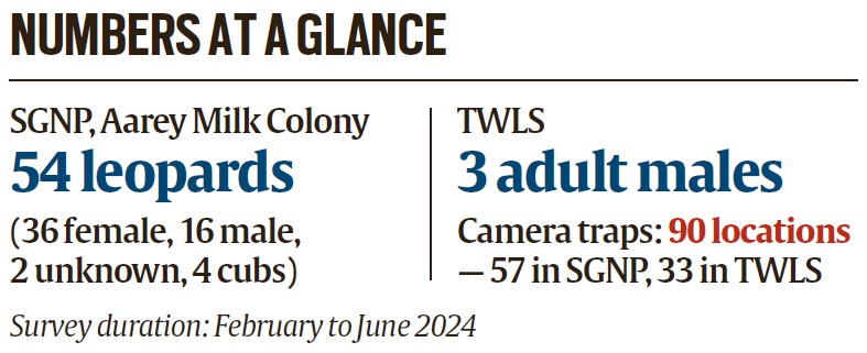 Mumbai: Camera-trap survey finds 57 leopards in Sanjay Gandhi park ...