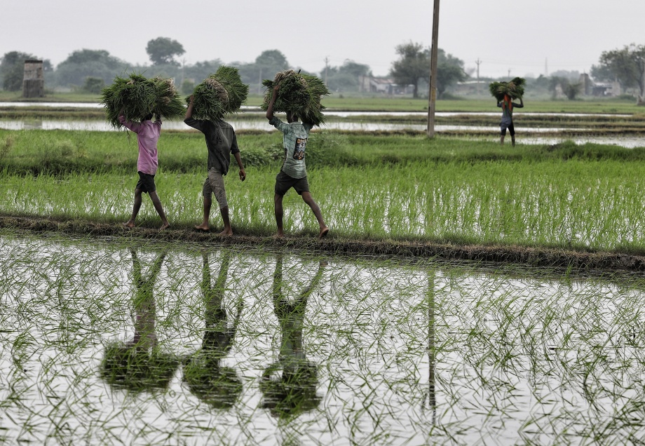 For the first time, 2 new genome-edited rice varieties: Why is this ...