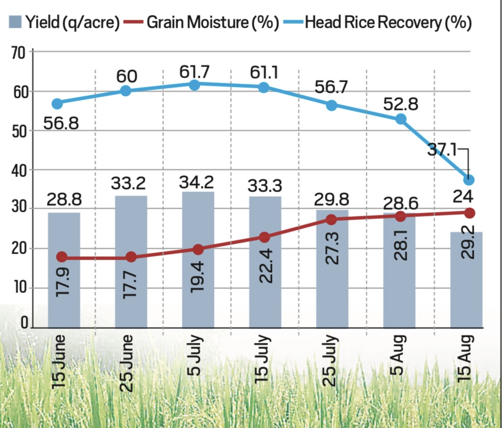 Why PAU is reassessing PR-126 variety nine years after introduction ...