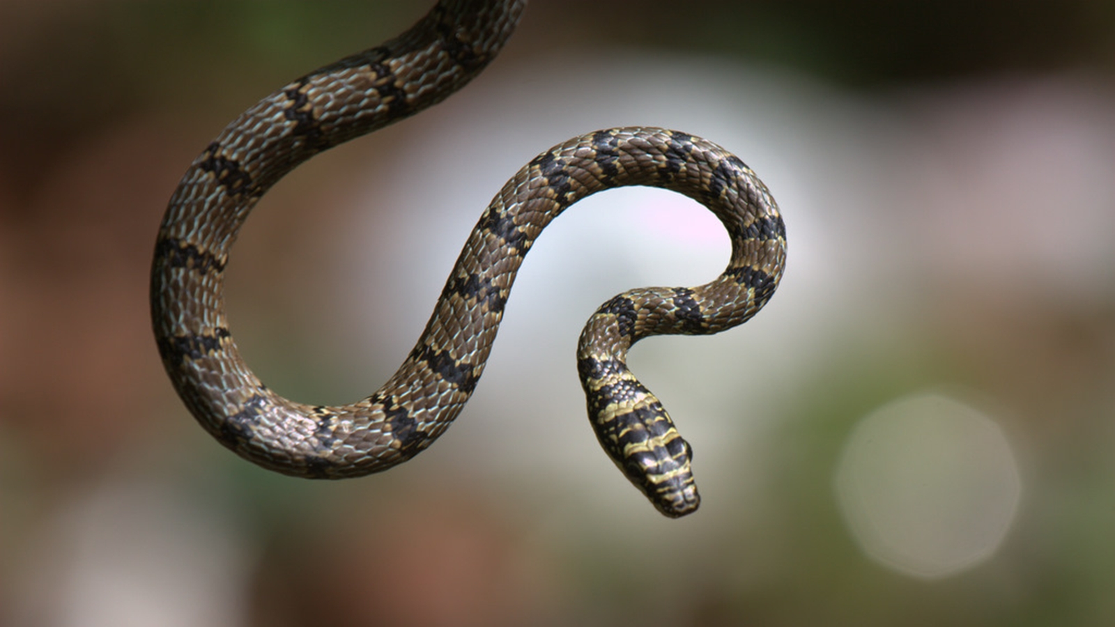 Know about the snakes that can ‘fly’ | Pets-animals News - The Indian ...