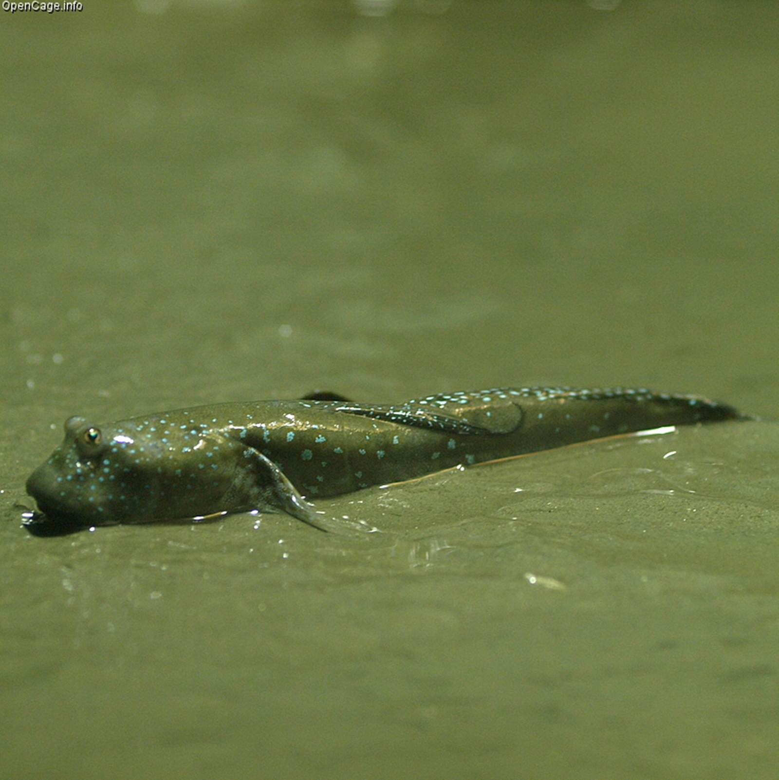 This fish uses its fin as feet to walk on land | Pets-animals News ...