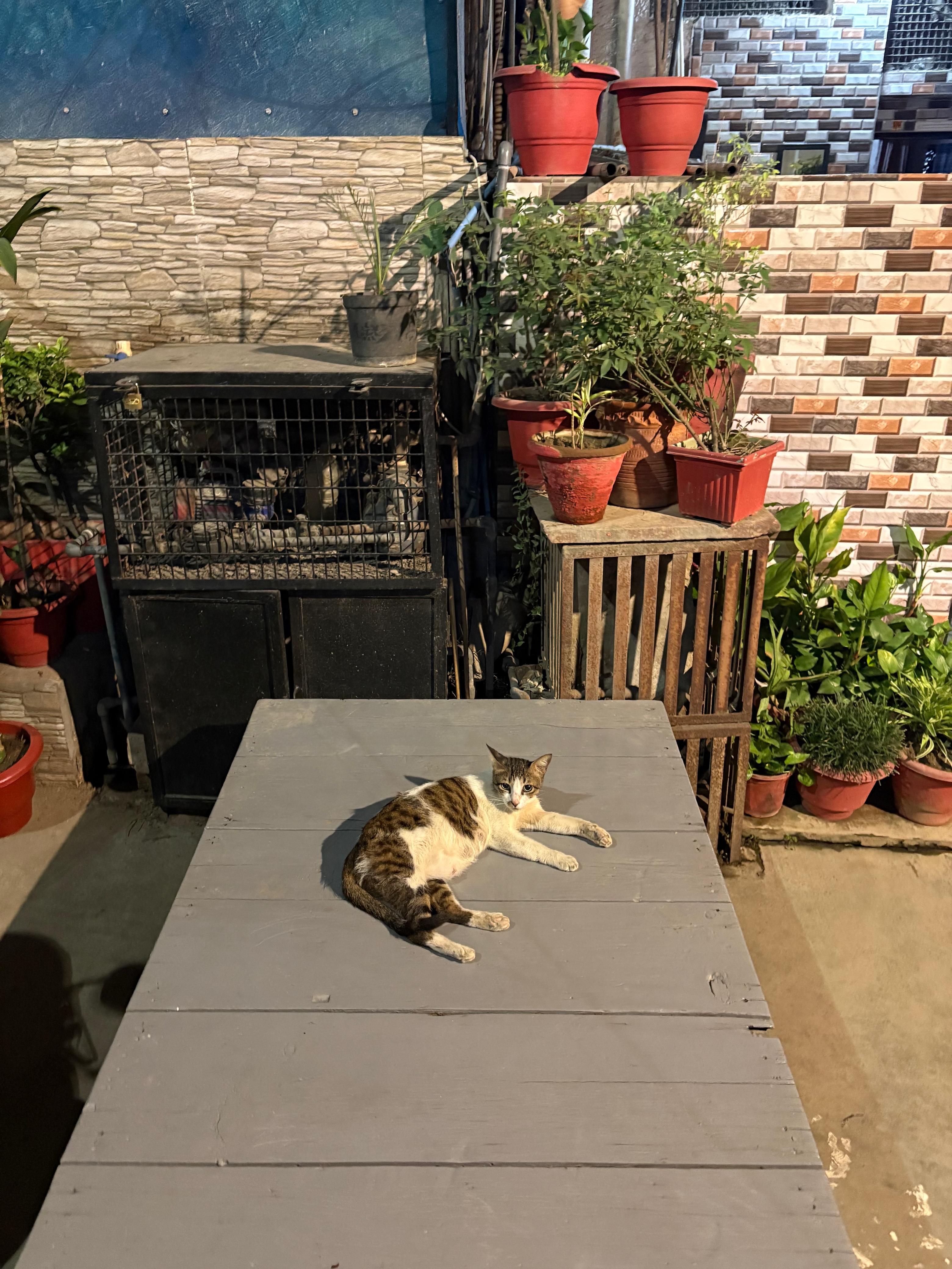 How to use Google Gemini image to video generator feature: Step-by-Step Complete Guide to ...