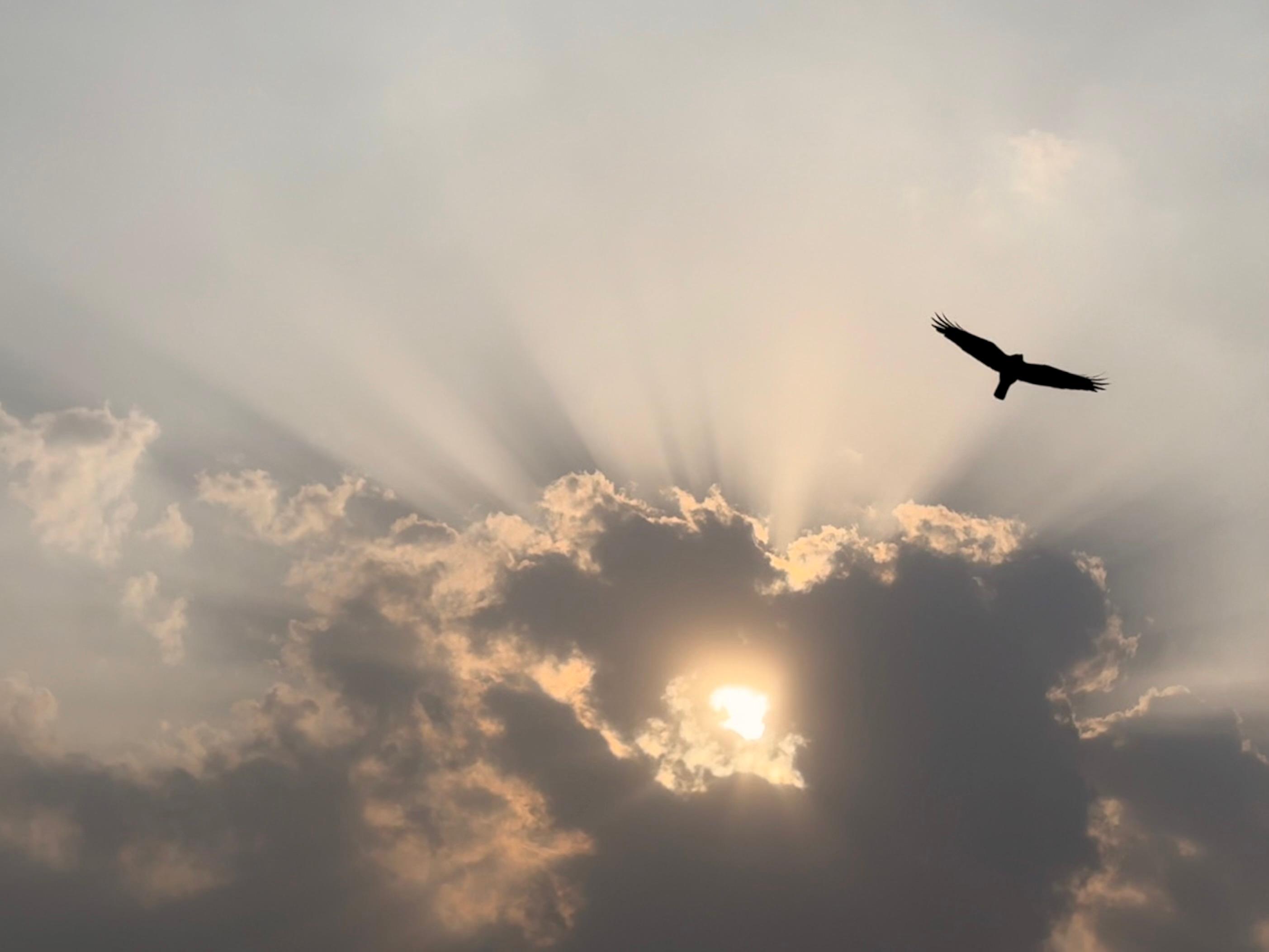 How to use Google Gemini image to video generator feature: Step-by-Step Complete Guide to ...