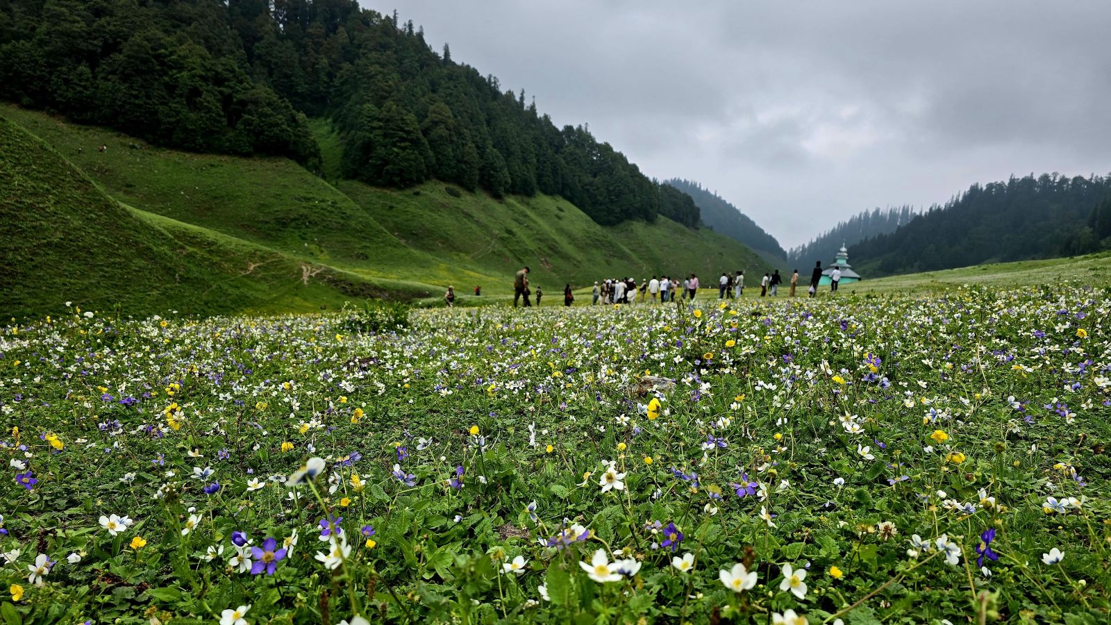 A new road opens Valley of Flowers to tourists in Jammu | India News ...