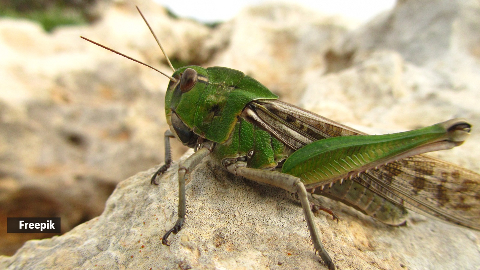 How are grasshoppers and locusts different from each other?
