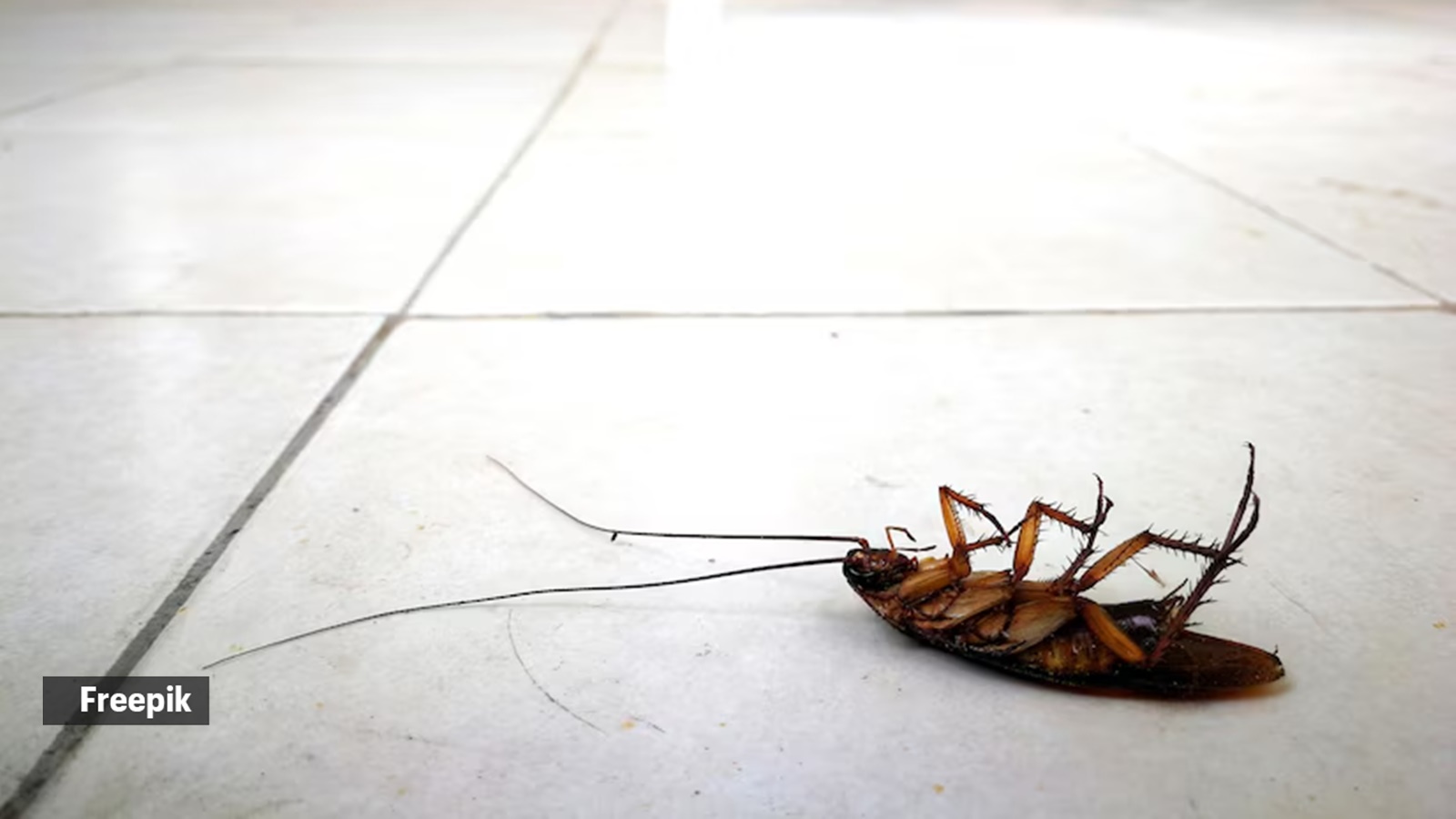 From cockroach milk to tea, here's some crazy facts to creep you out