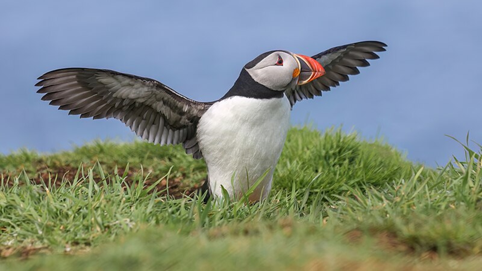 Fun-facts about 'Atlantic Puffin'
