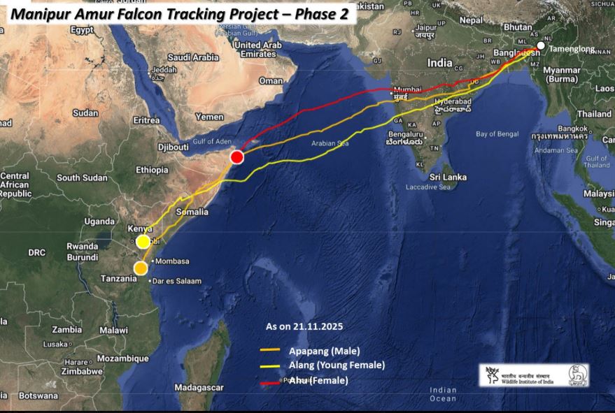 6,000 km in six days: How WII tracked a trio of Amur falcons across ...