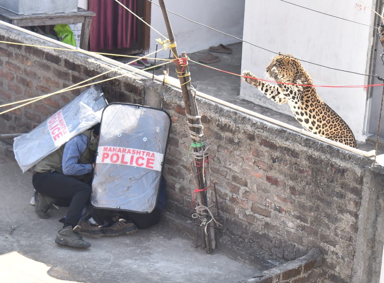Leopard mauls 7 people in Nagpur residential area; captured after tense ...